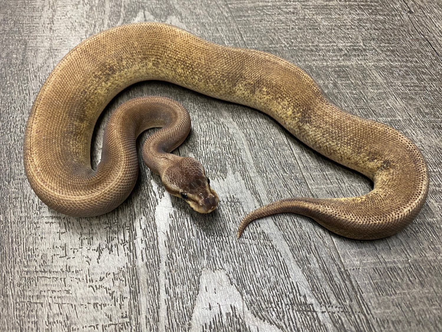 Female Pastel Calico Suma 4.18.20 Ball Python by Miami Reptile Company ...