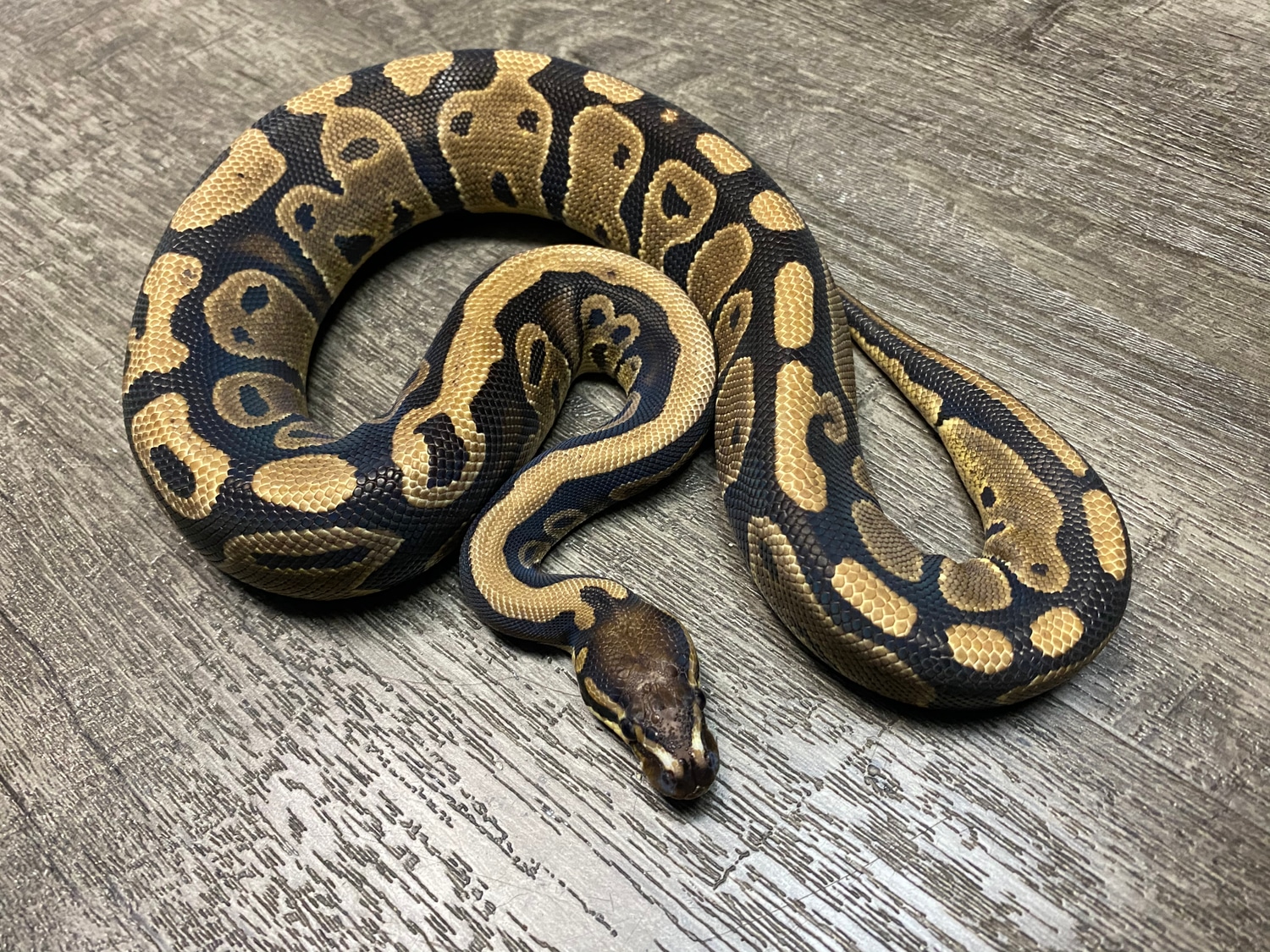 Male Scaleless Head 100% Het Pied 6.5.20 Ball Python by Miami Reptile ...
