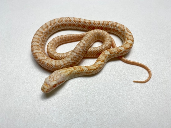 Male And Female Available. Amel Japanese 6.11.20 Other Rat Snake by ...