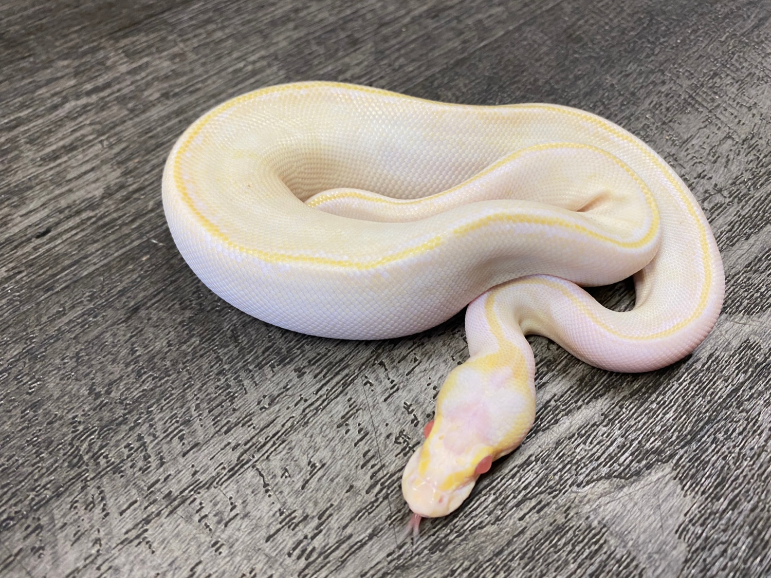 Female Albino Ivory Pastel 6.18.20 Ball Python by Miami Reptile Company ...