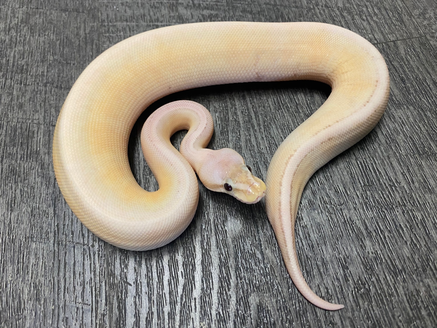 Male Banana Pewter Genetic Stripe 6.24.20 Ball Python by Miami Reptile ...