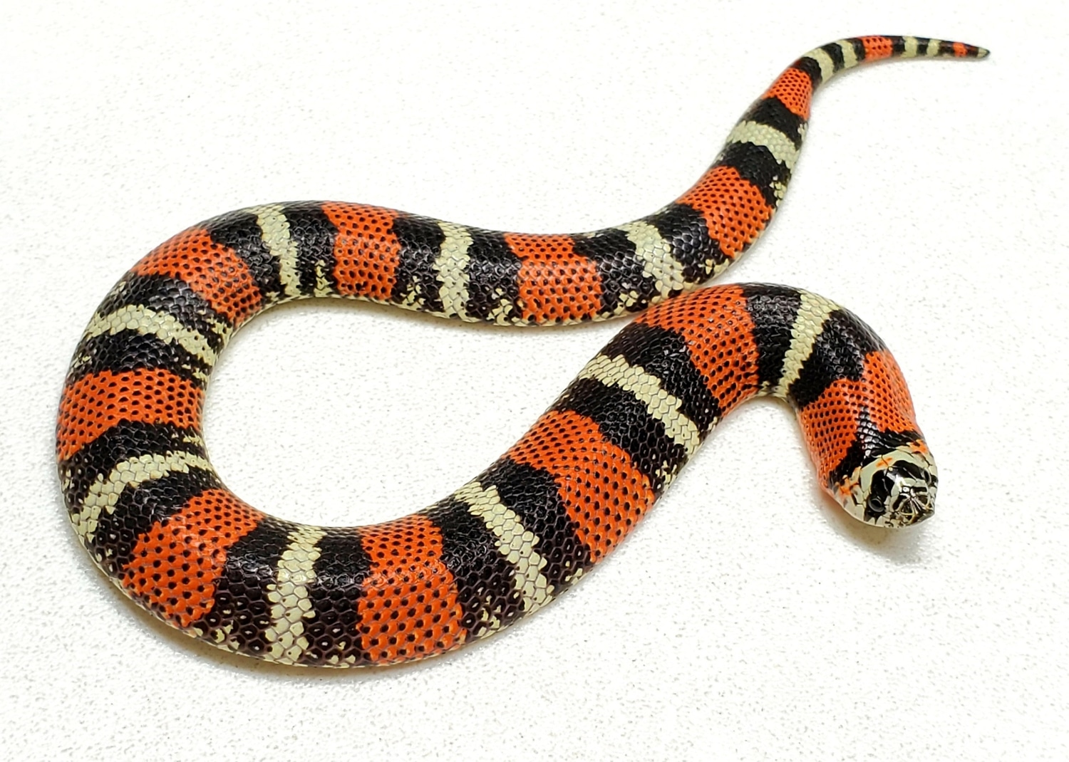 Female 8.5inch 7.28.20 Tri-color Hognose by Miami Reptile Company ...