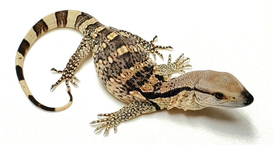 Cape Banded White Throat 9.25inch 8.9.20 White-Throated Monitor by ...