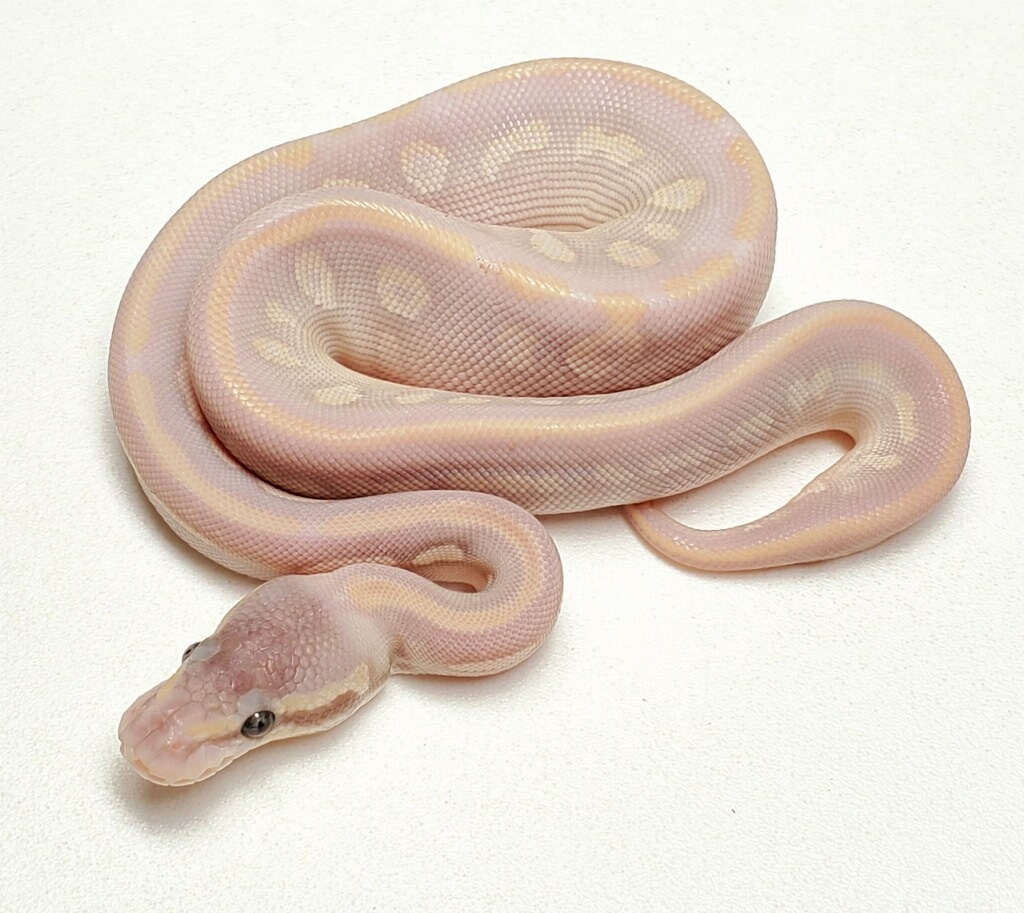 Female Opal Diamond (Phantom X Russo) 8.19.20 Ball Python by Miami ...