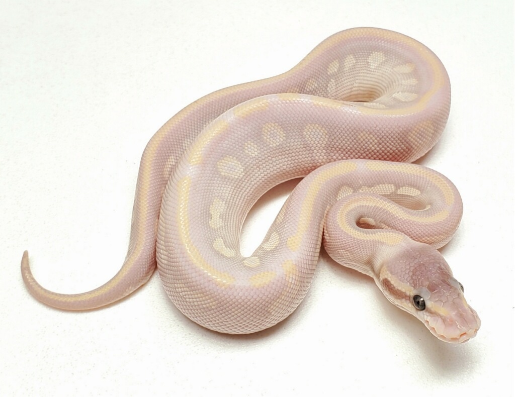 Female Opal Diamond (Phantom X Russo) 8.19.20 Ball Python by Miami ...