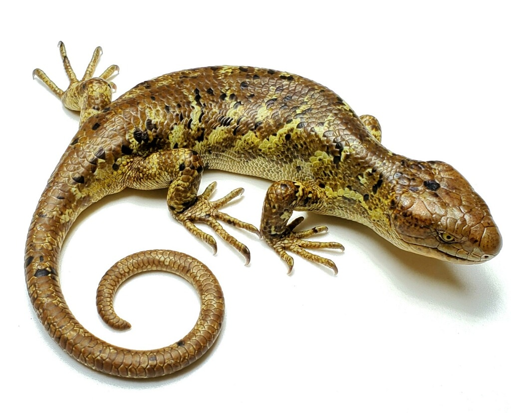 15.5inch 10.1.20 Monkey-tailed Skink by Miami Reptile Company - MorphMarket