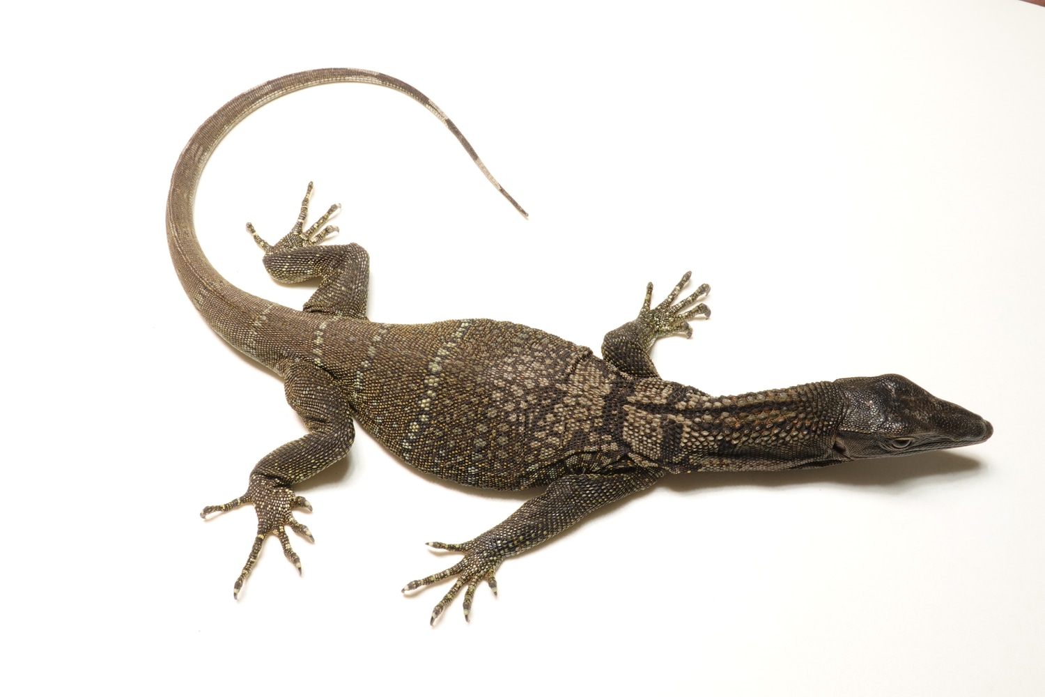 Male 23.5inch 12.19.21 Black Roughneck Monitor by Miami Reptile Company ...