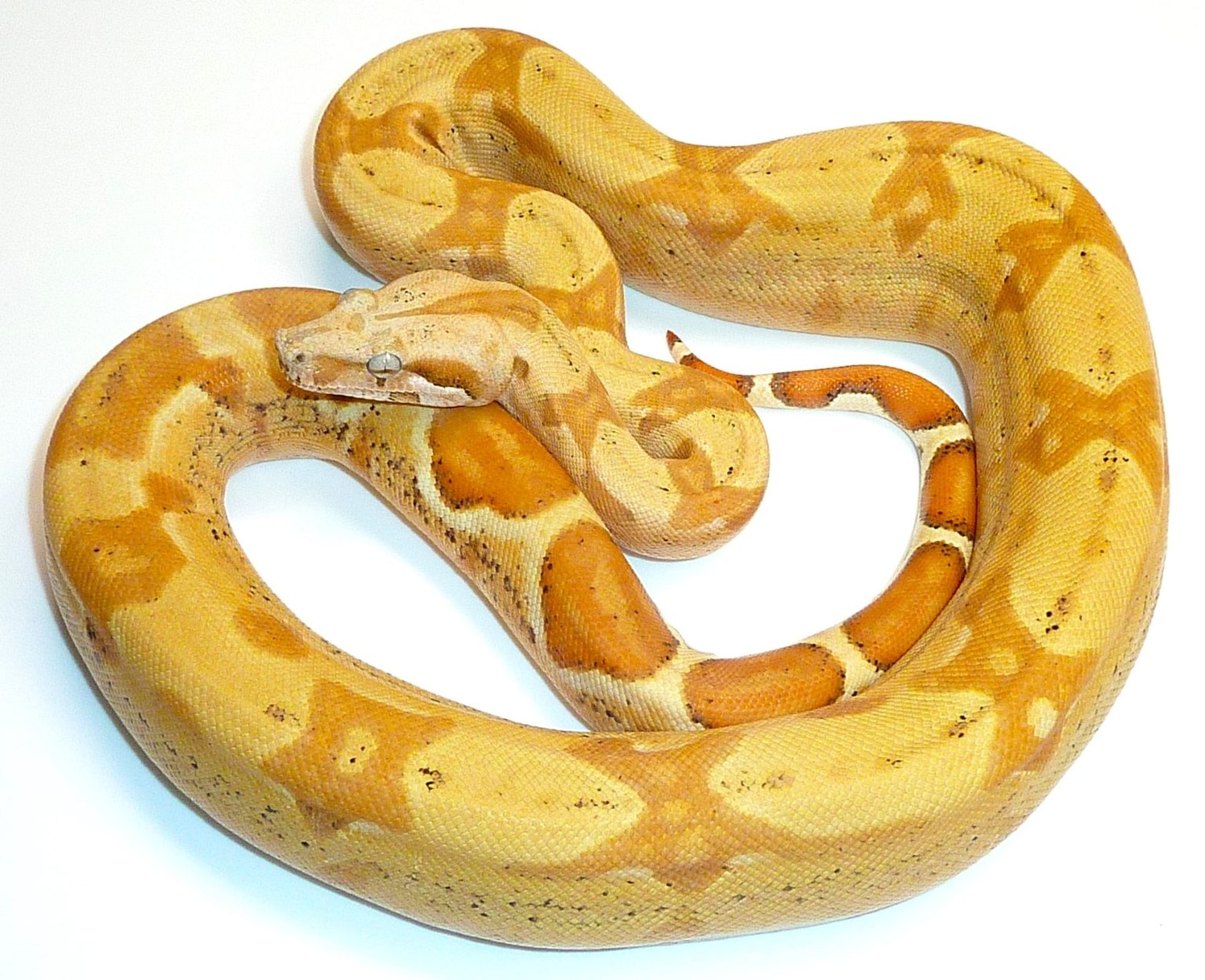 Miami Reptile Company