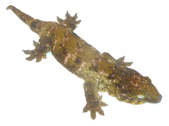 Tame Nuu Ami Leachianus Gecko by Miami Reptile Company
