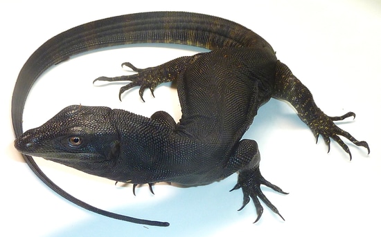 2022 Black Dragon Water Monitor by Miami Reptile Company