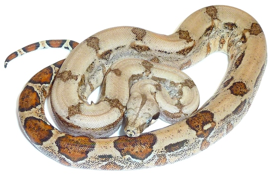 European Import Fire Boa Boa Constrictor by Miami Reptile Company