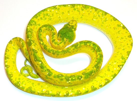 High Yellow Biak Green Tree Python by Miami Reptile Company