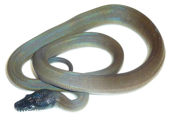 Southern Whitelip Python White-Lipped Python by Miami Reptile Company