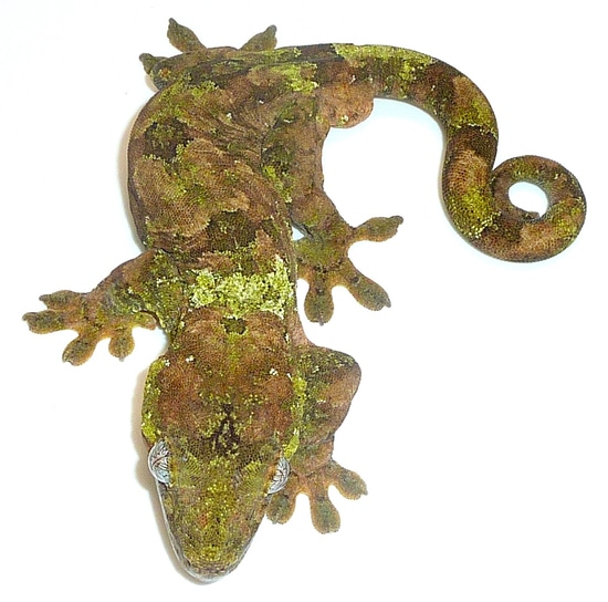 Red Base White Collar Pine Island Chahoua Gecko by Miami Reptile Company