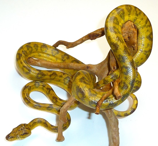 Yellow Patterned Amazon Tree Boa by Miami Reptile Company