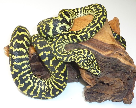 Zebra Jungle Carpet Python by Miami Reptile Company