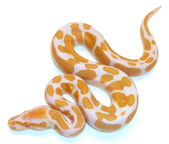 Green" Albino Ball Ball Python by Miami Reptile Company