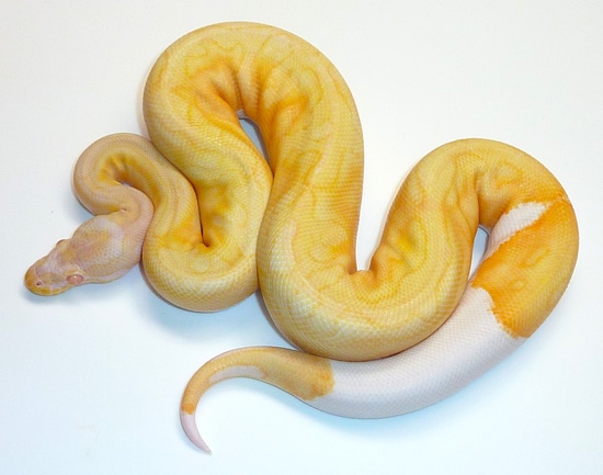 Albino Enchi Pied Ball Ball Python by Miami Reptile Company