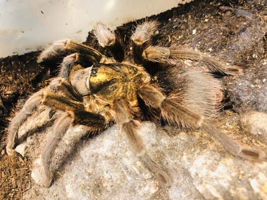 Phormictopus Auratus - "Cuban Gold Tarantula by Michigan Arachnid Breeders