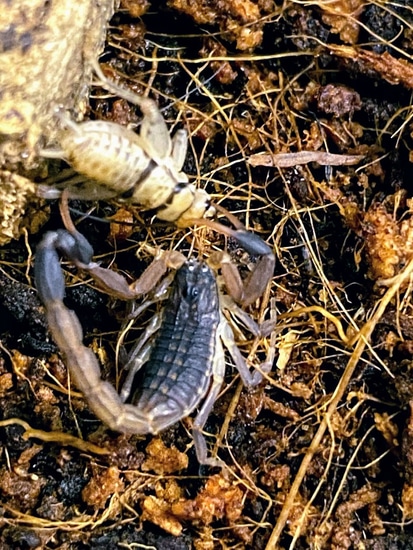 Hottentotta Hottentatta - "Congo Ground Scorpion by Michigan Arachnid ...