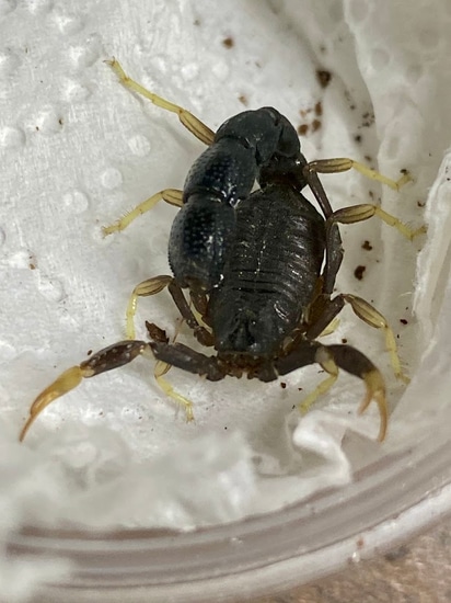 Orthochirus Innesi - "Egypt Pillard-tailes Scorp Scorpion by Michigan ...