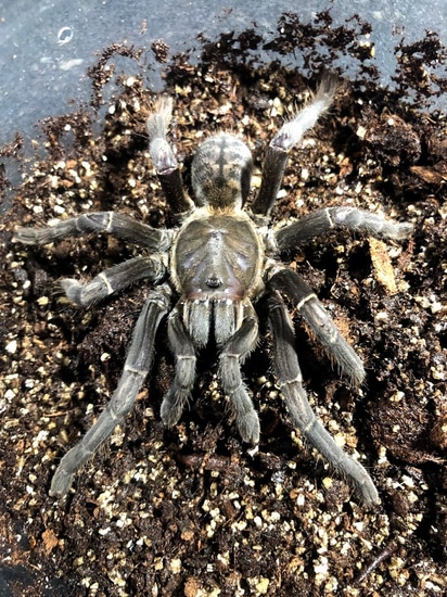 Cyriopagopus Vonworthi - "Thai Tiger Rump" Female Tarantula by Michigan ...