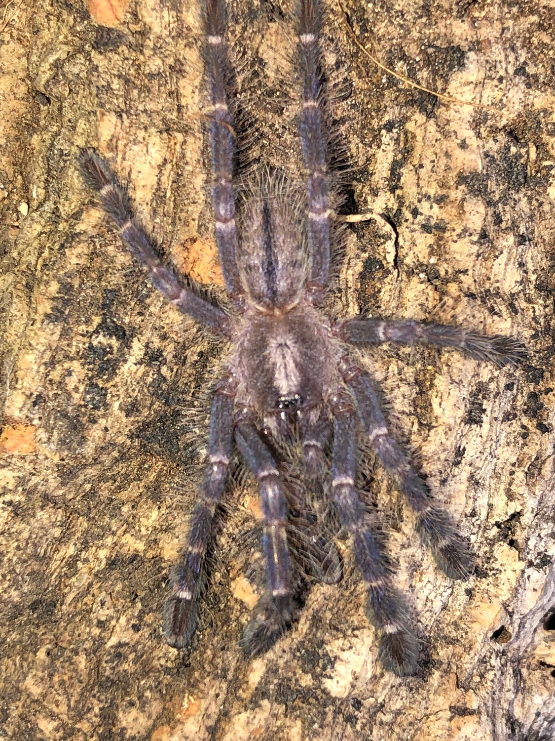 Poecilotheria Metallica - "Gooty Ornamental Tarantula by Michigan ...