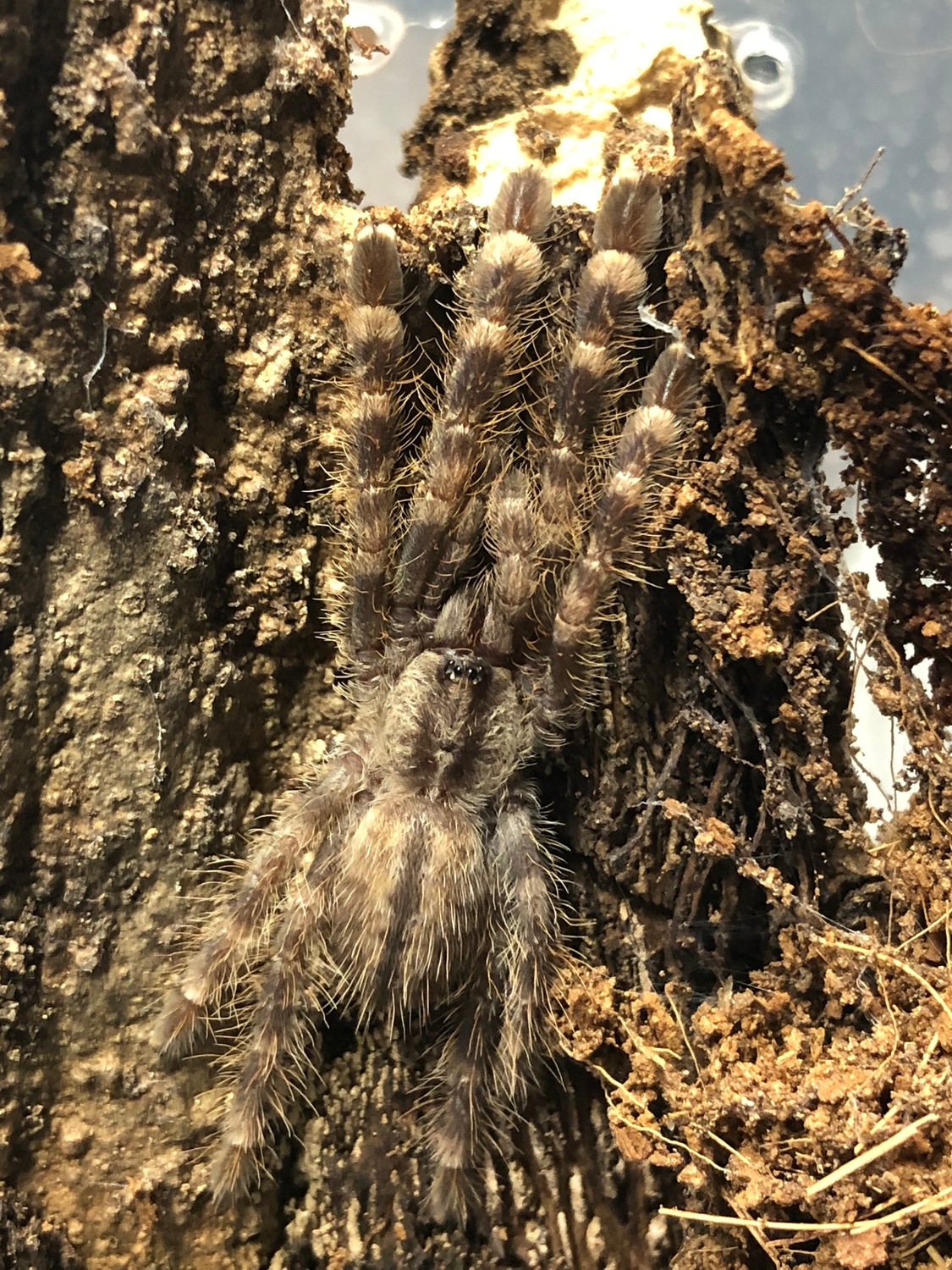 Poecilotheria Vitatta -"Ghost Ornamental" Tarantula by Michigan ...
