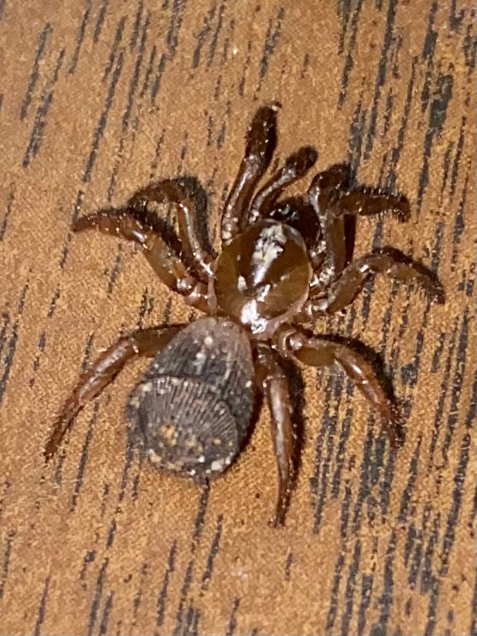 Cyclocosmia Torreya - Trap Door Spider True Spider by Michigan Arachnid ...