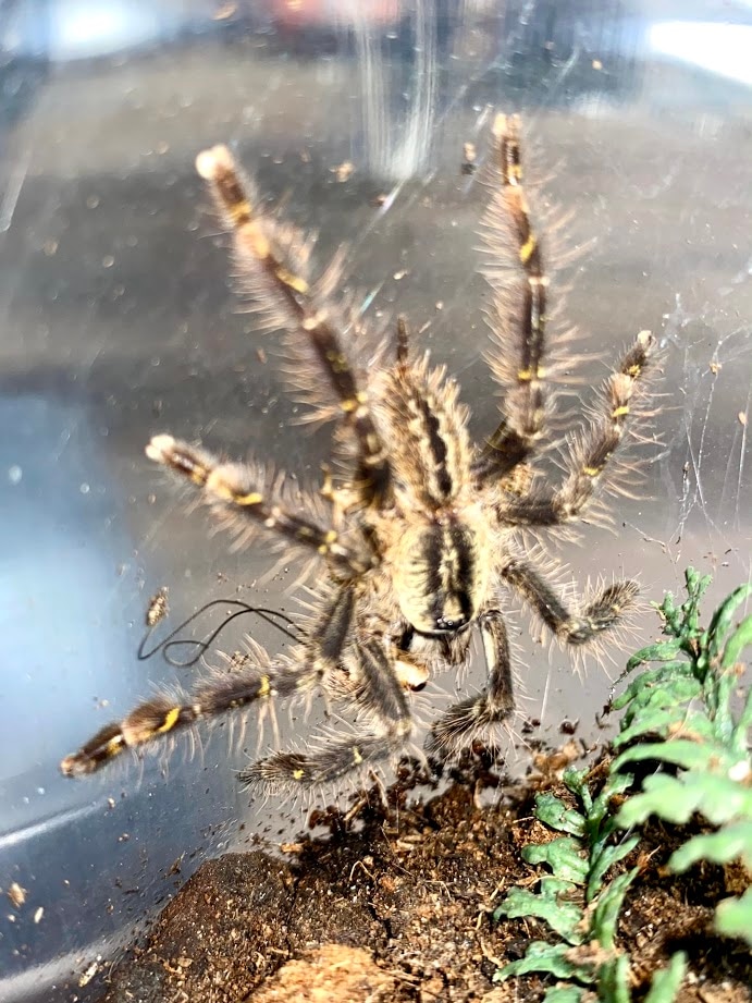 Poecilotheria Ornata - "Fringed Ornamental Tarantula by Michigan ...