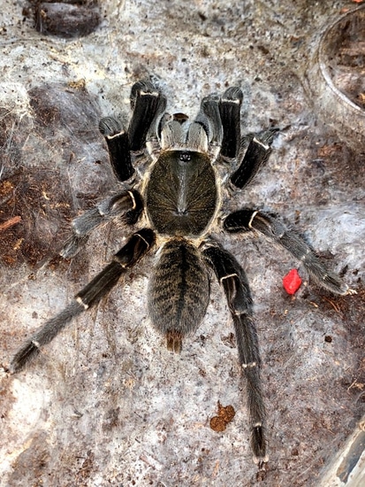 Cyriopagopus Longipes -"Thia Black Tiger Rump" Tarantula by Michigan ...