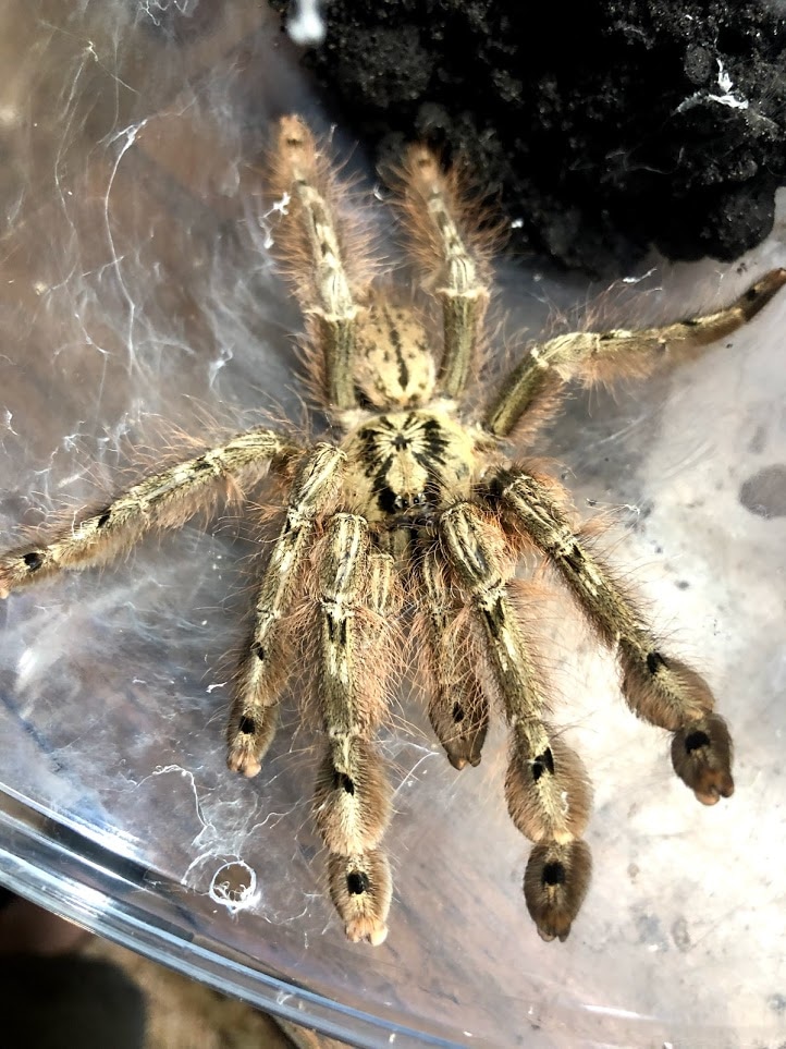 Stromatopelma Calceatum - "Feather Leg Baboon" Tarantula by Michigan ...