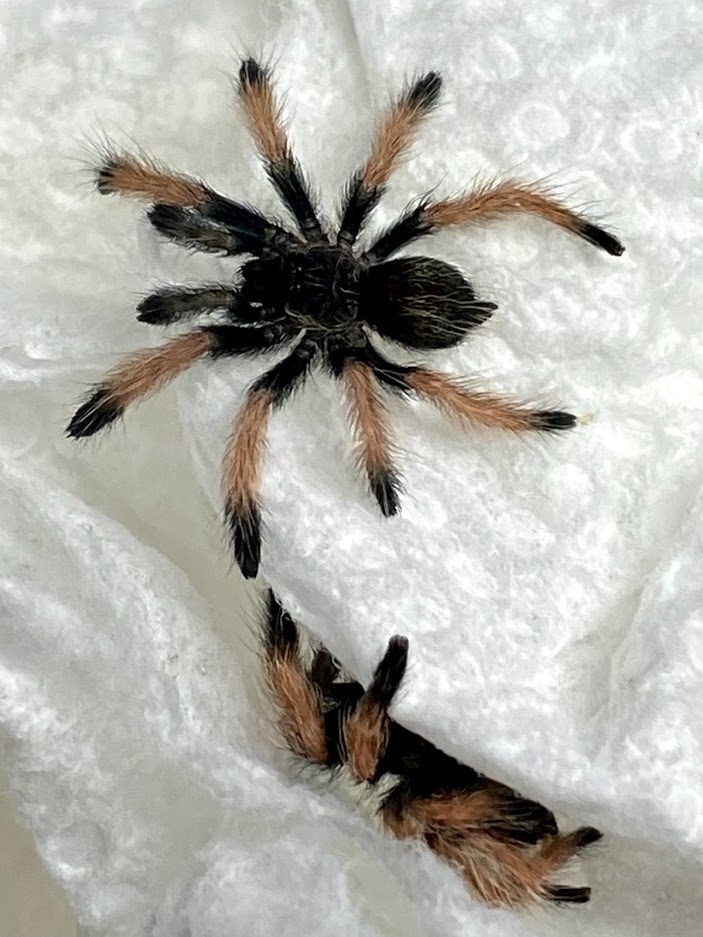 Psalmopoeus Pulcher - "Panama Blonde Tarantula by Michigan Arachnid ...
