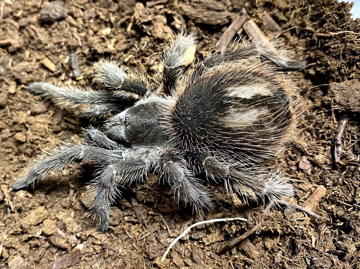 Lasiodora Difficilis - "Brazilian Fiery Red Rump Tarantula by Michigan ...