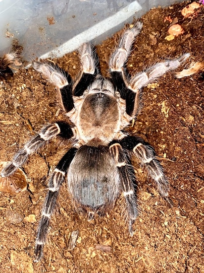 Vitalius Sp." Vellutinus" -"no Common Name Tarantula by Michigan ...