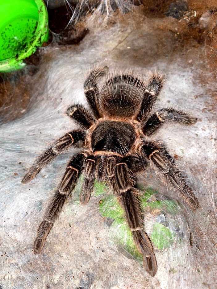 Lasiodora Parahybana - "Salmon Pink Bird Eater Tarantula by Michigan ...