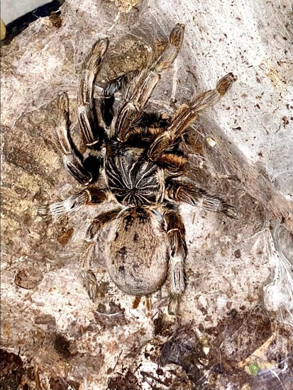 Augacephalus Ezendami -"Mozambique Golden Starburst Baboon" Tarantula ...