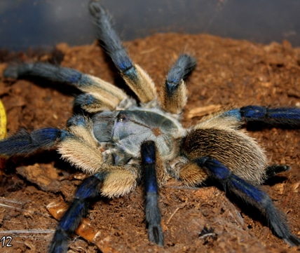 Pamphobeteus Solaris Tarantula by Michigan Arachnid Breeders - MorphMarket
