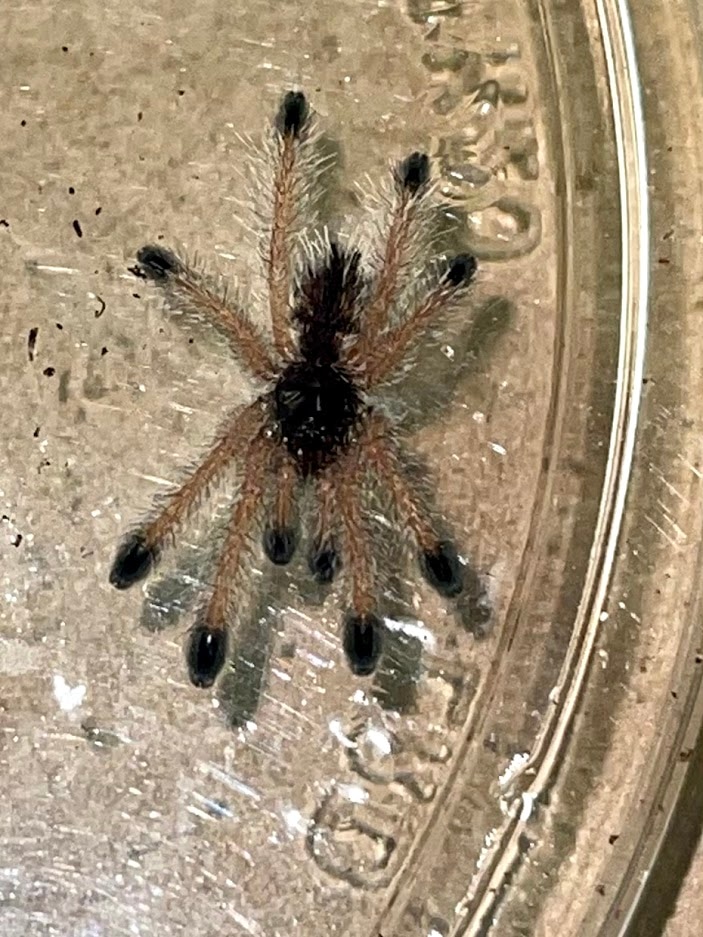 Avicularia Juruensis M2 - "Peru Purple Pink Toe" Tarantula by Michigan ...