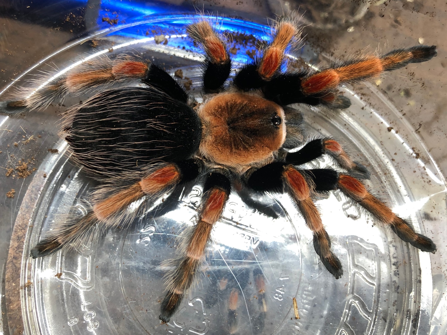 Brachypelma Boehmei - "Mexican Fire Leg" Tarantula by Michigan Arachnid ...