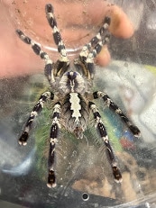 Poecilotheria Regalis - "Indian Ornamental" Tarantula by Michigan ...