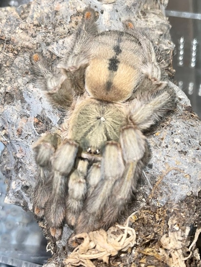 Psalmopoeus Cambridgei - "Trinidad Chevron Tarantula by Michigan ...