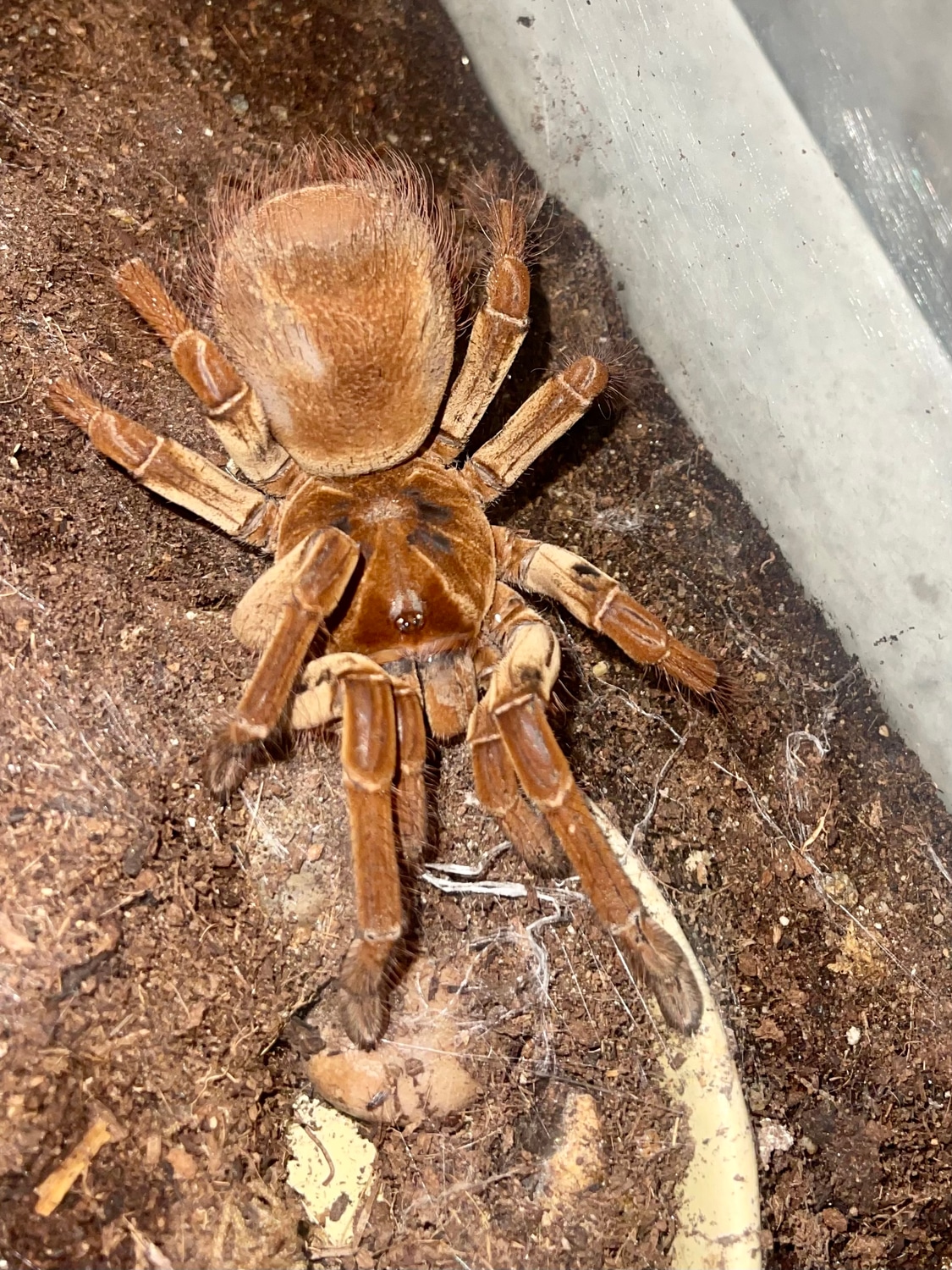 Theraphosa Stirmi - "Burgandy Goliath Bird Eater" Tarantula by Michigan ...