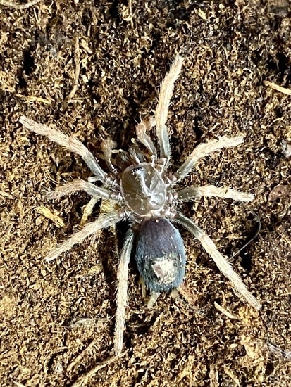 Kochiana Brunnipes "Dwarf Pink Leg Tarantula" by Michigan Arachnid Breeders
