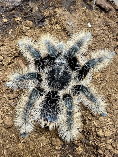 Tliltocatl Albopilosus - "Curly Hair Tarantula" by Michigan Arachnid ...