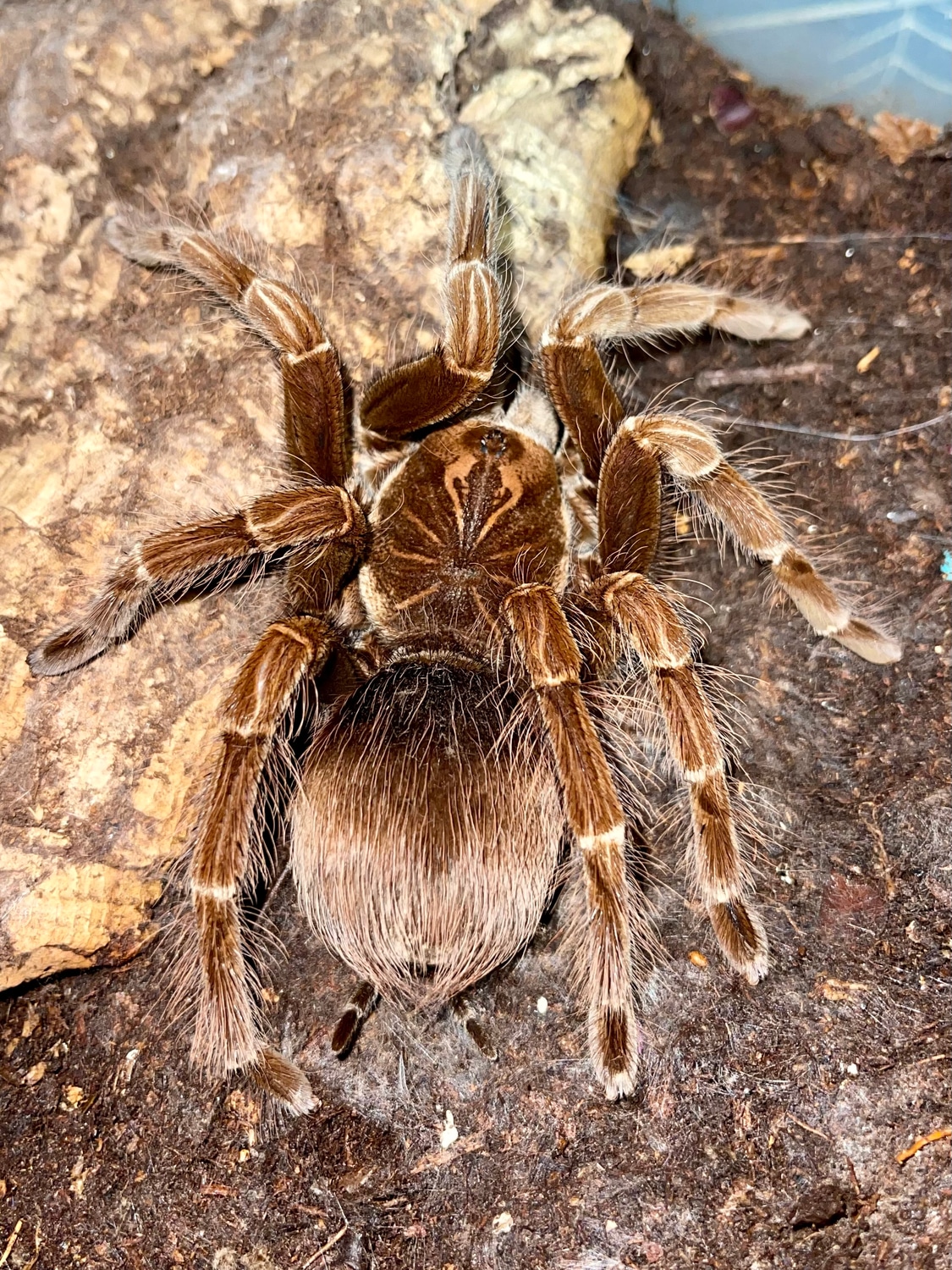 Pamphobeteus Sp. "Duran" Tarantula by Michigan Arachnid Breeders ...