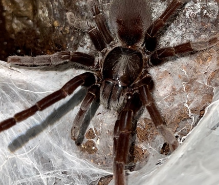 Pamphobeteus Sp. "Duran" Tarantula by Michigan Arachnid Breeders - MorphMarket