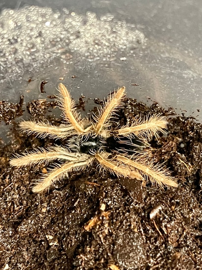 Megaphobema Robustum - Columbian Giant Red Leg Tarantula by Michigan ...