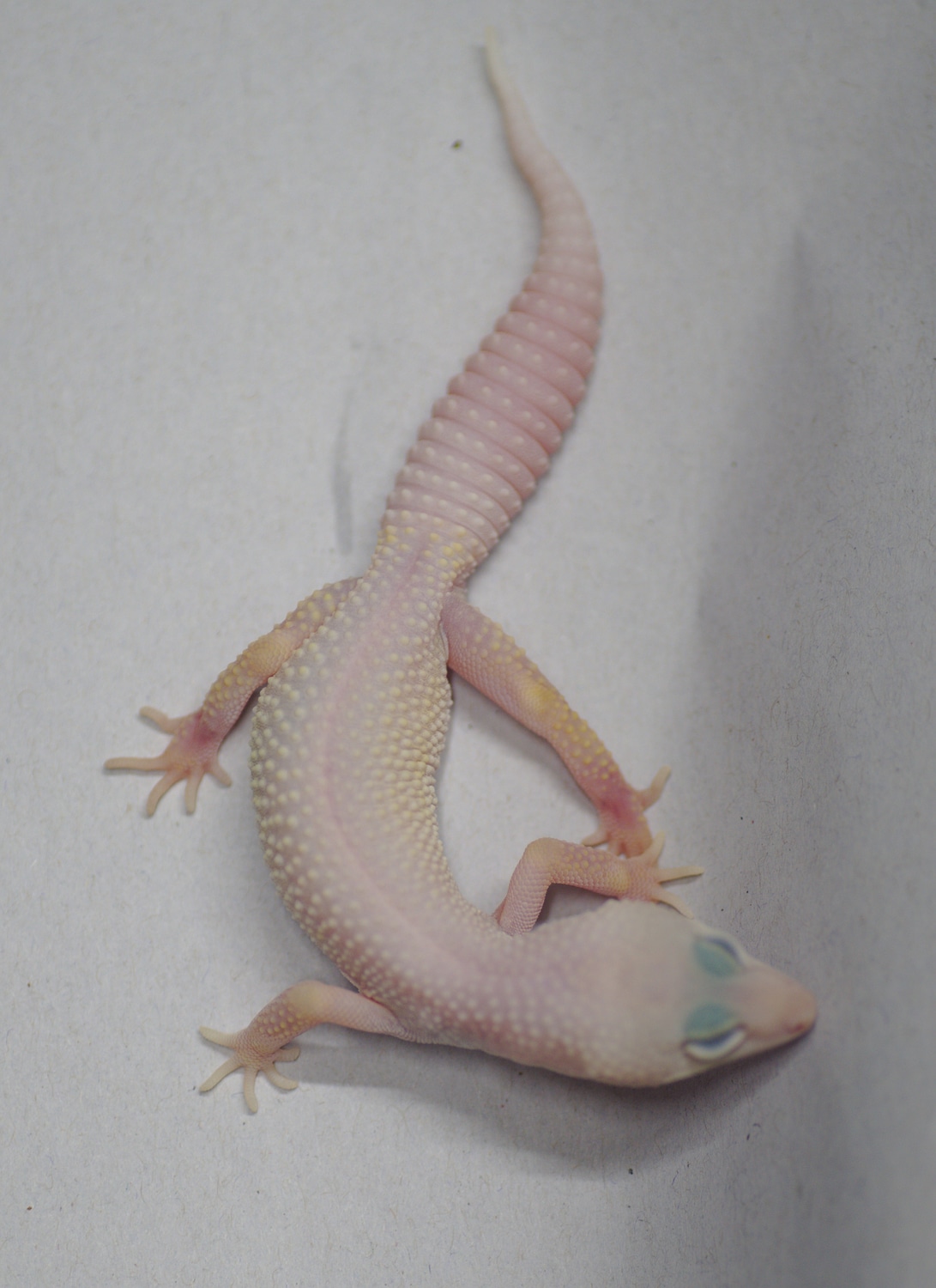 Tremper Albino Blizzard (Blazing Blizzard) Leopard Gecko by MPC ...