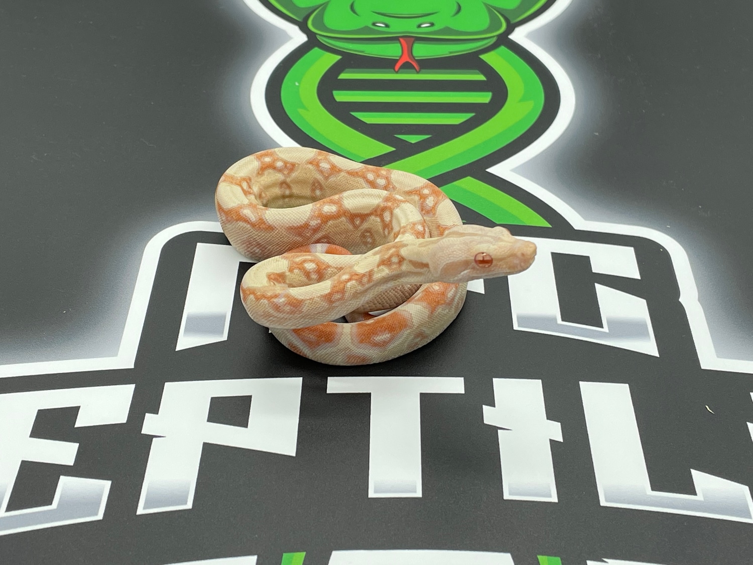 Albino (Kahl) Boa Constrictor by MPC Reptiles - MorphMarket